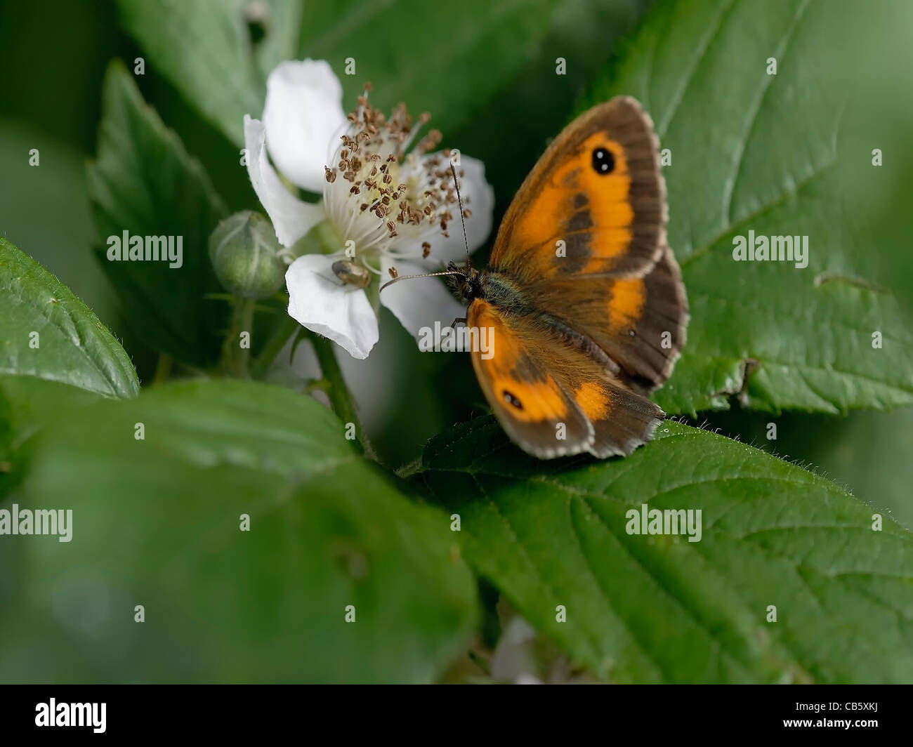 Gatekeeper ( Pyronia tithonus ) Nectaring on bramble blossom Stock ...
