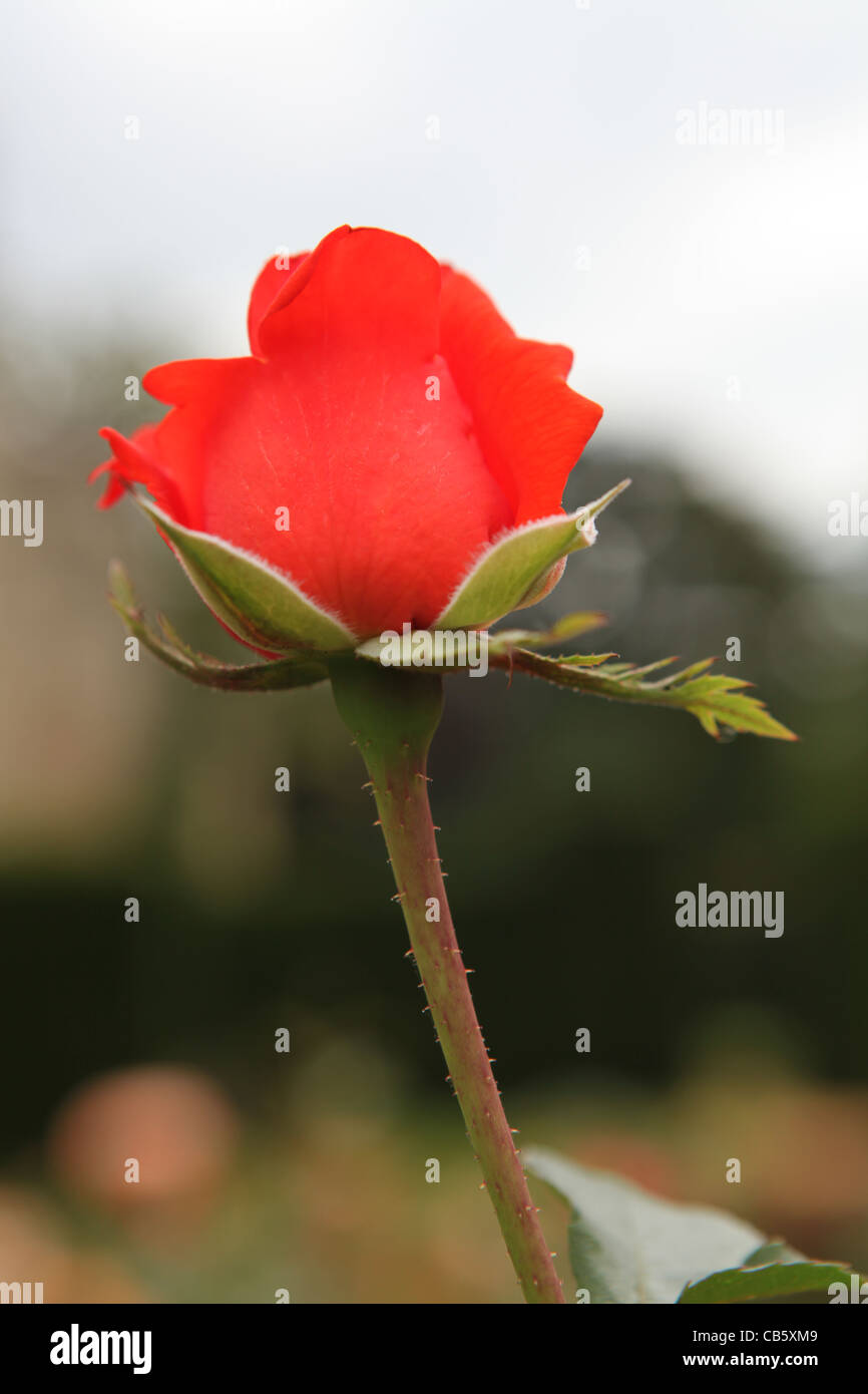 Rose (Rosa Alexander), bright orange red flower Stock Photo - Alamy