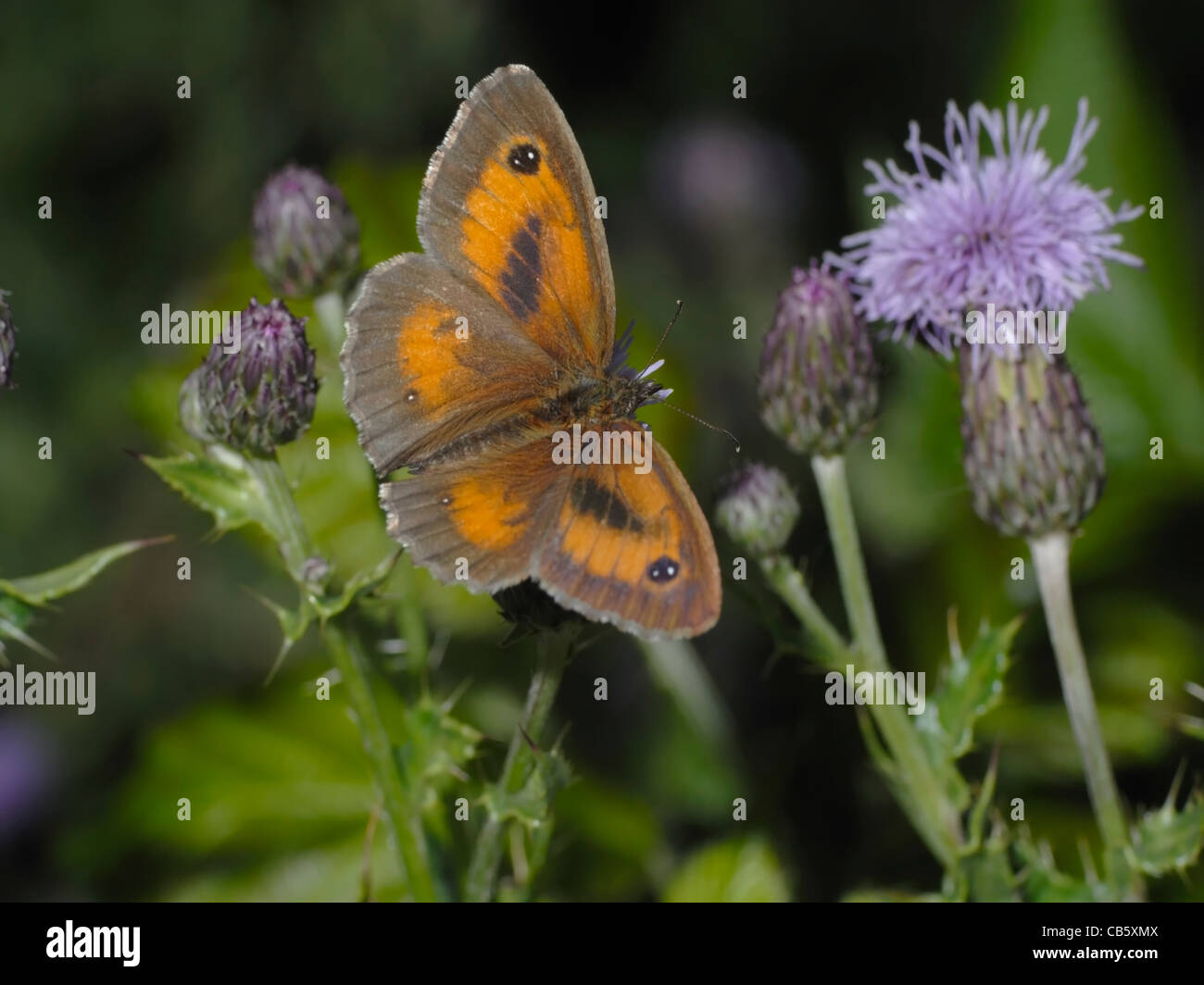 Gatekeeper ( Pyronia tithonus ) Nectaring on thistle flower Stock Photo ...