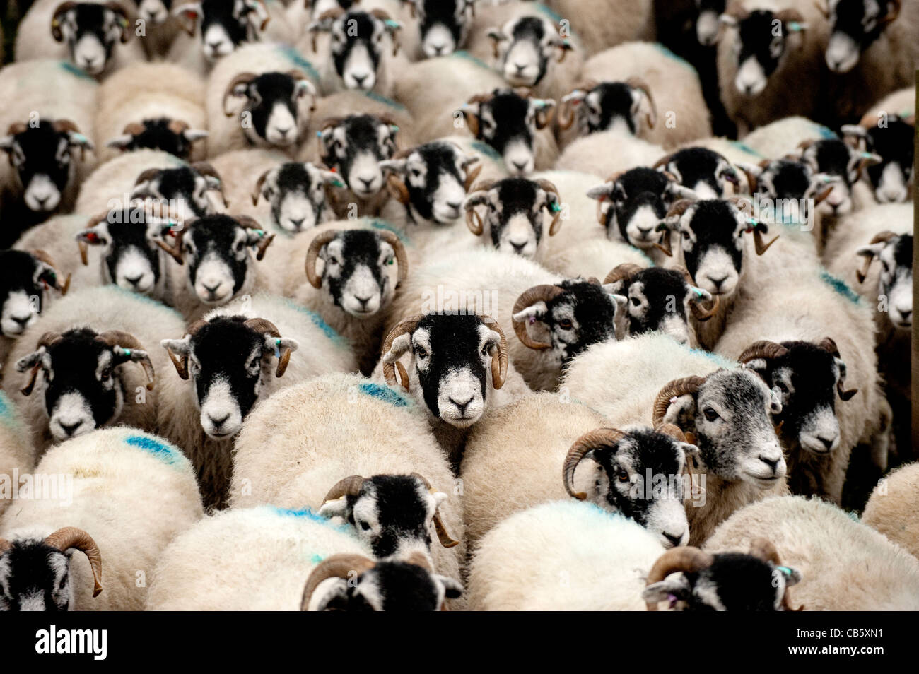 Flock of Swaledale sheep on the move Stock Photo - Alamy