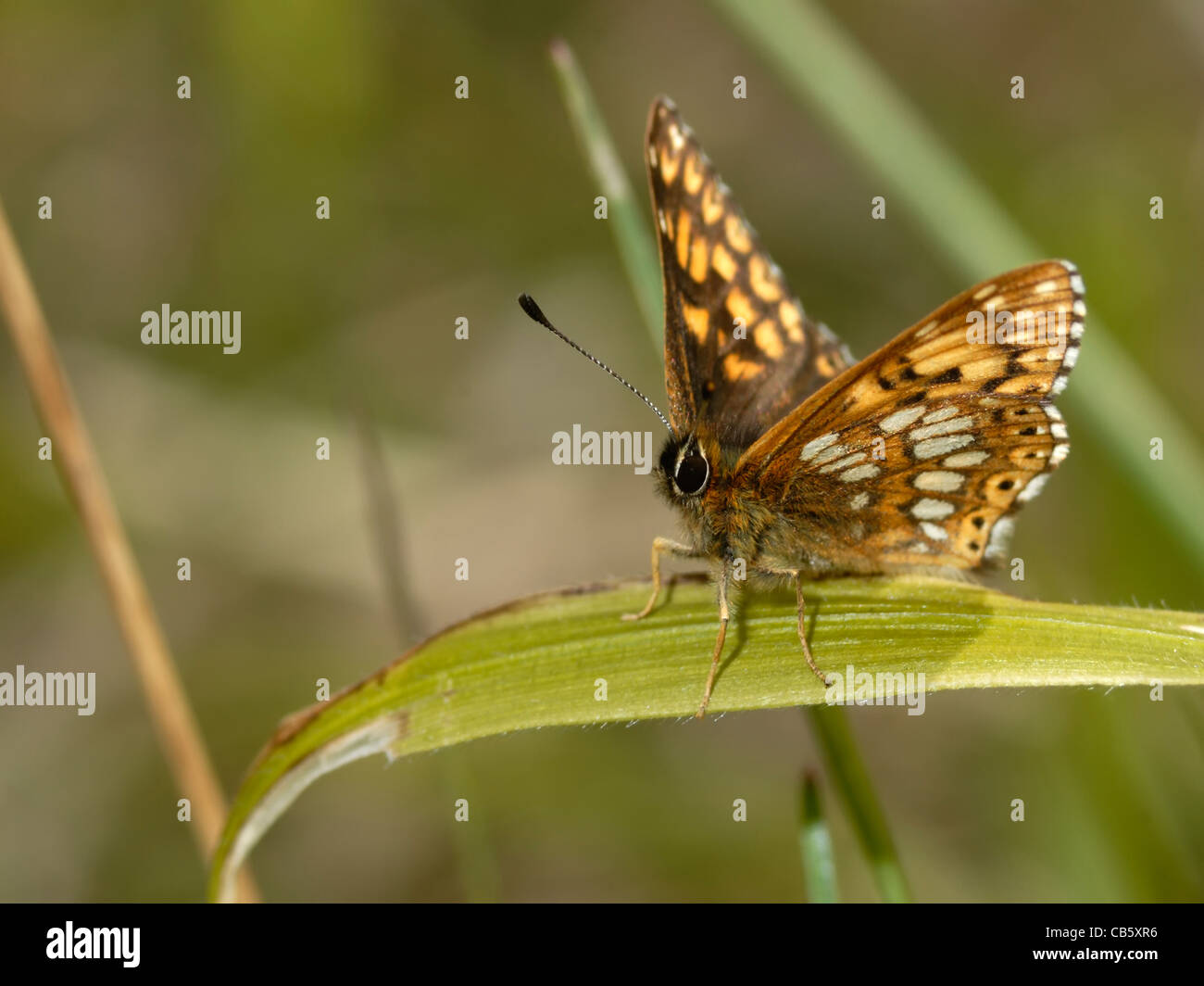 Duke of Burgundy Fritillary ( Hamearis lucina ) At rest on vegetation ...