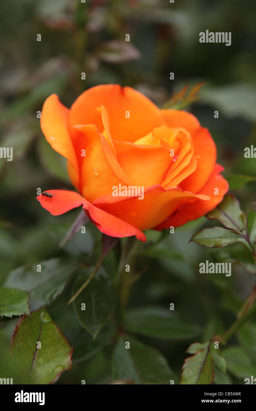Rose (Rosa Hallé), golden orange flower Stock Photo - Alamy