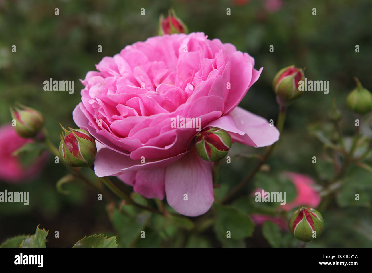 Rose (Rosa Princess Alexandra of Kent), beautiful pink flower Stock ...
