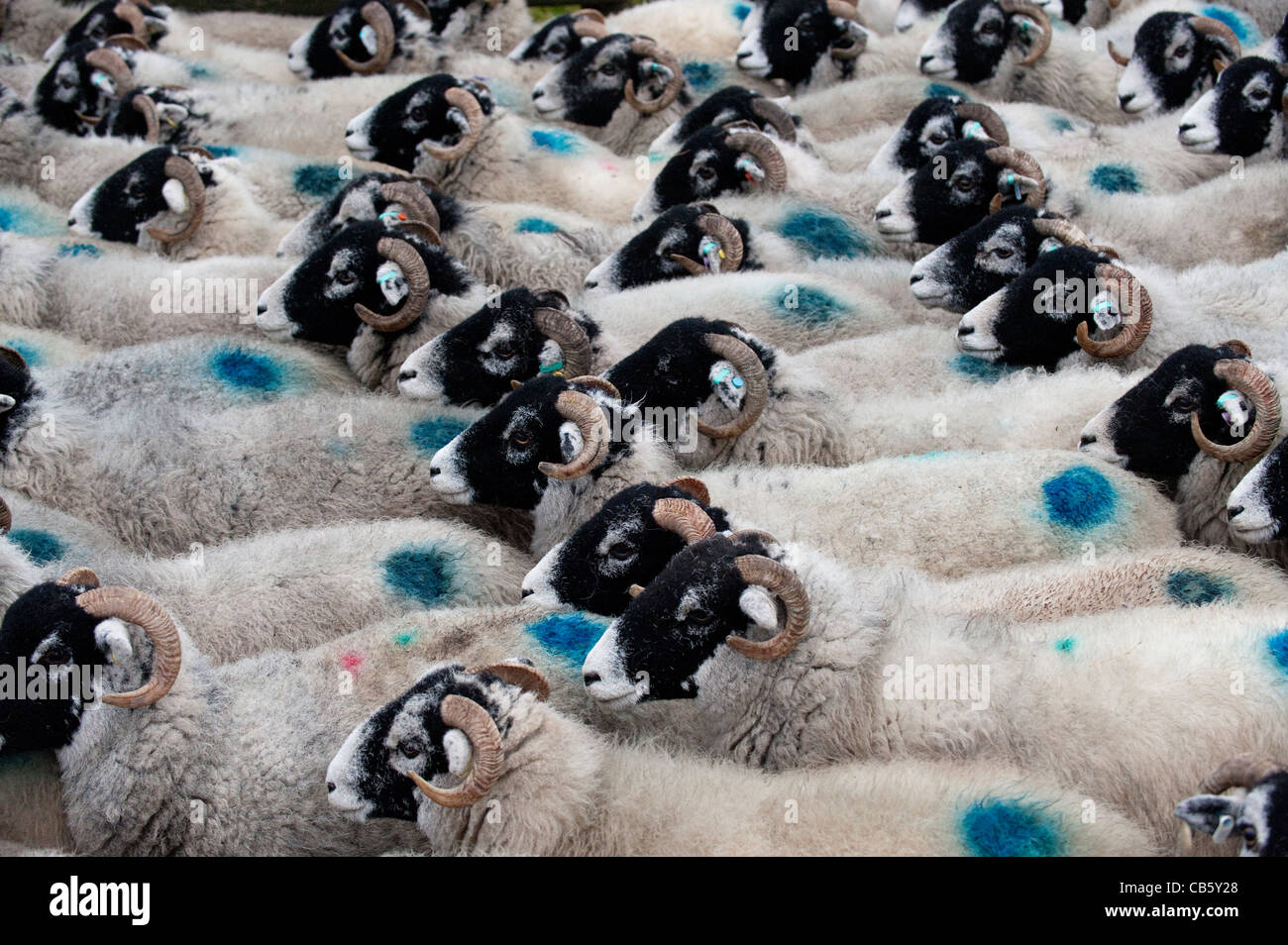 Flock of Swaledale sheep on the move Stock Photo - Alamy