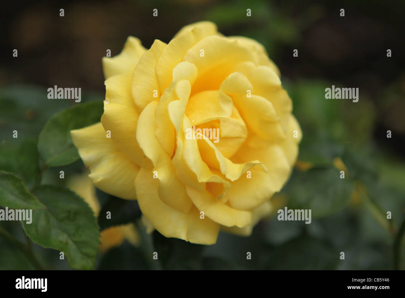 Rose (Rosa Princess Michael of Kent), golden yellow flower Stock Photo ...