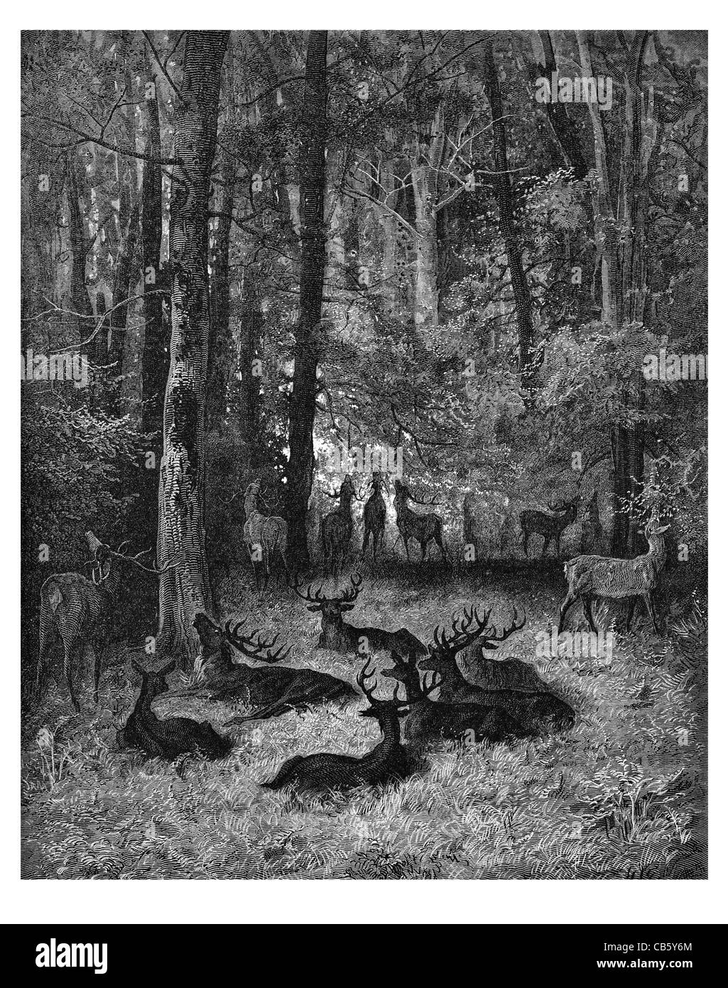 sick deer ill veterinary antler stag poorly herd forest woods eating ...