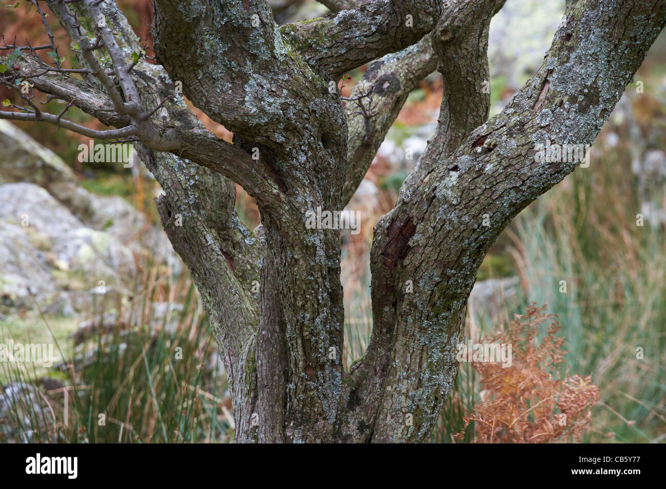 A beautiful old tree and subtle autumnal colours at Rannerdale in the ...