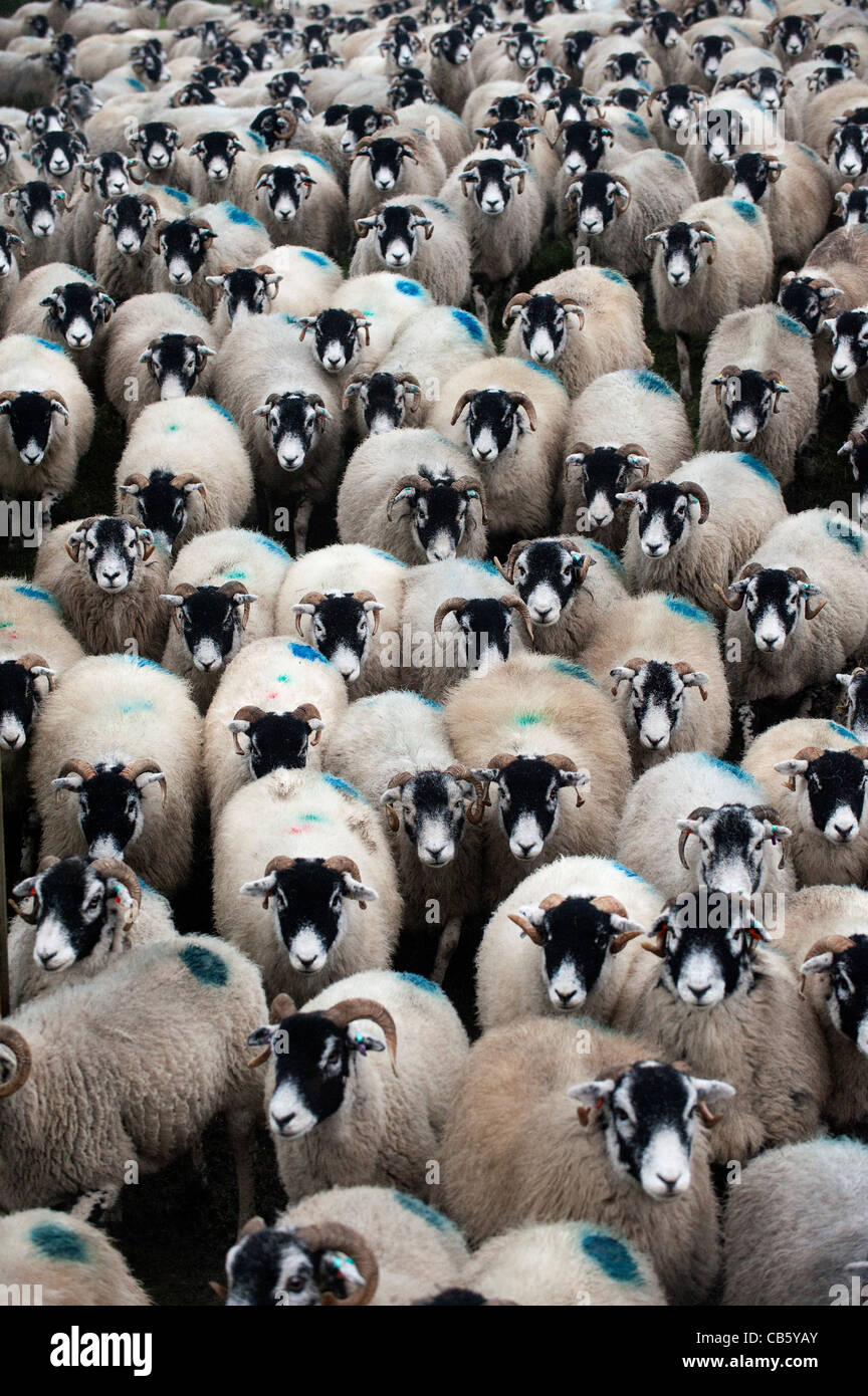 Lots of sheep hi-res stock photography and images - Alamy