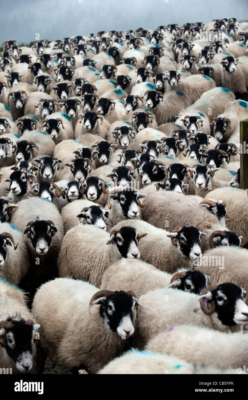 Flock of Swaledale sheep on the move Stock Photo - Alamy