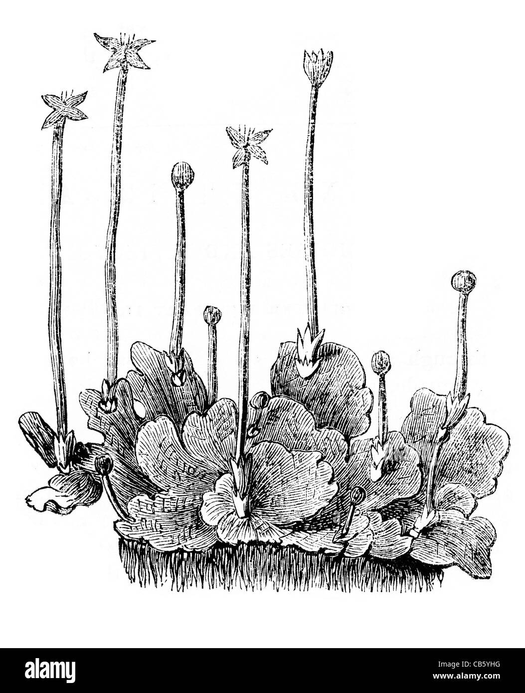 The Broad Leafed Scale Moss Bryophyta plant vegetation biology botany ...