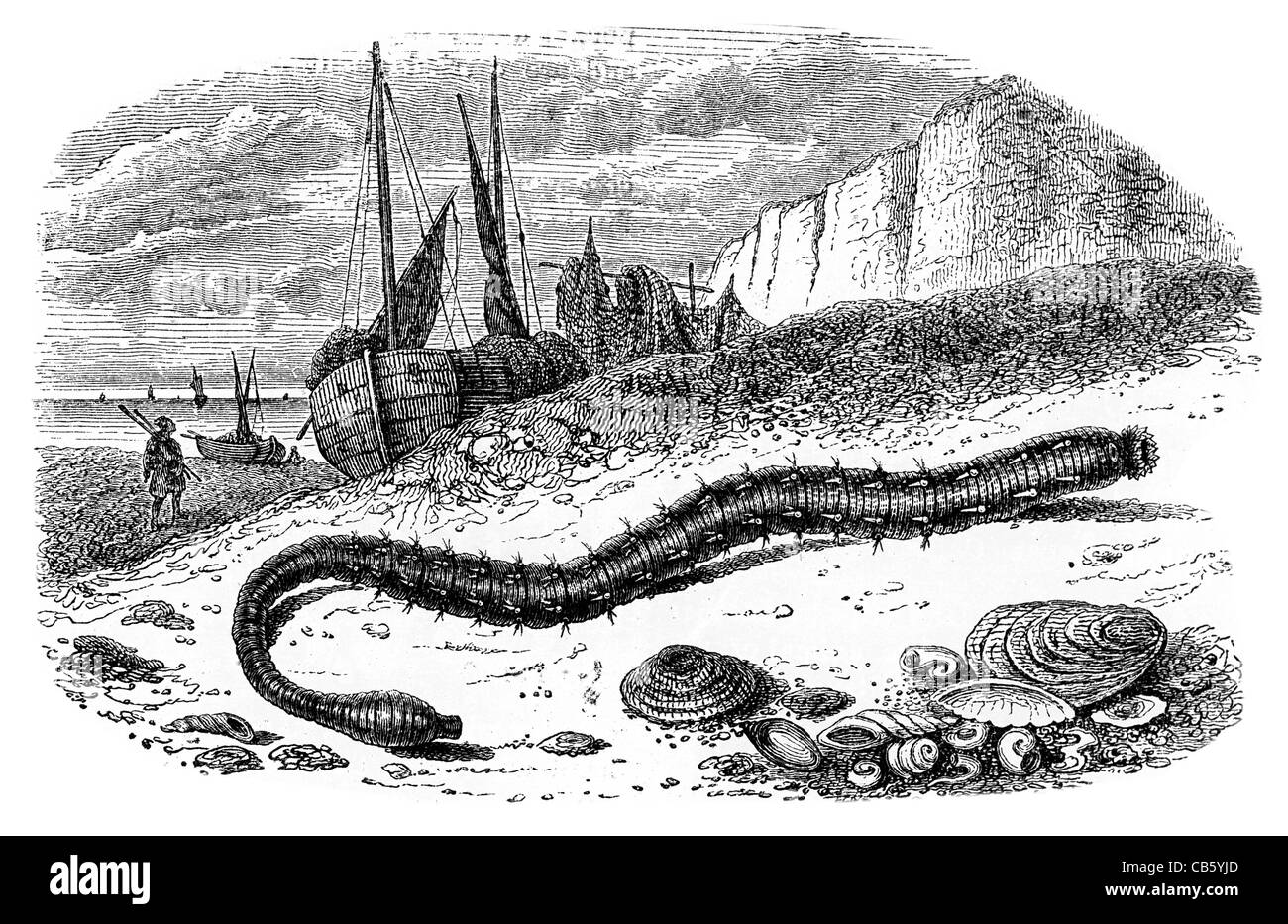 The fisherman's lugworm sandworm Arenicola marina phylum Annelida sand ...