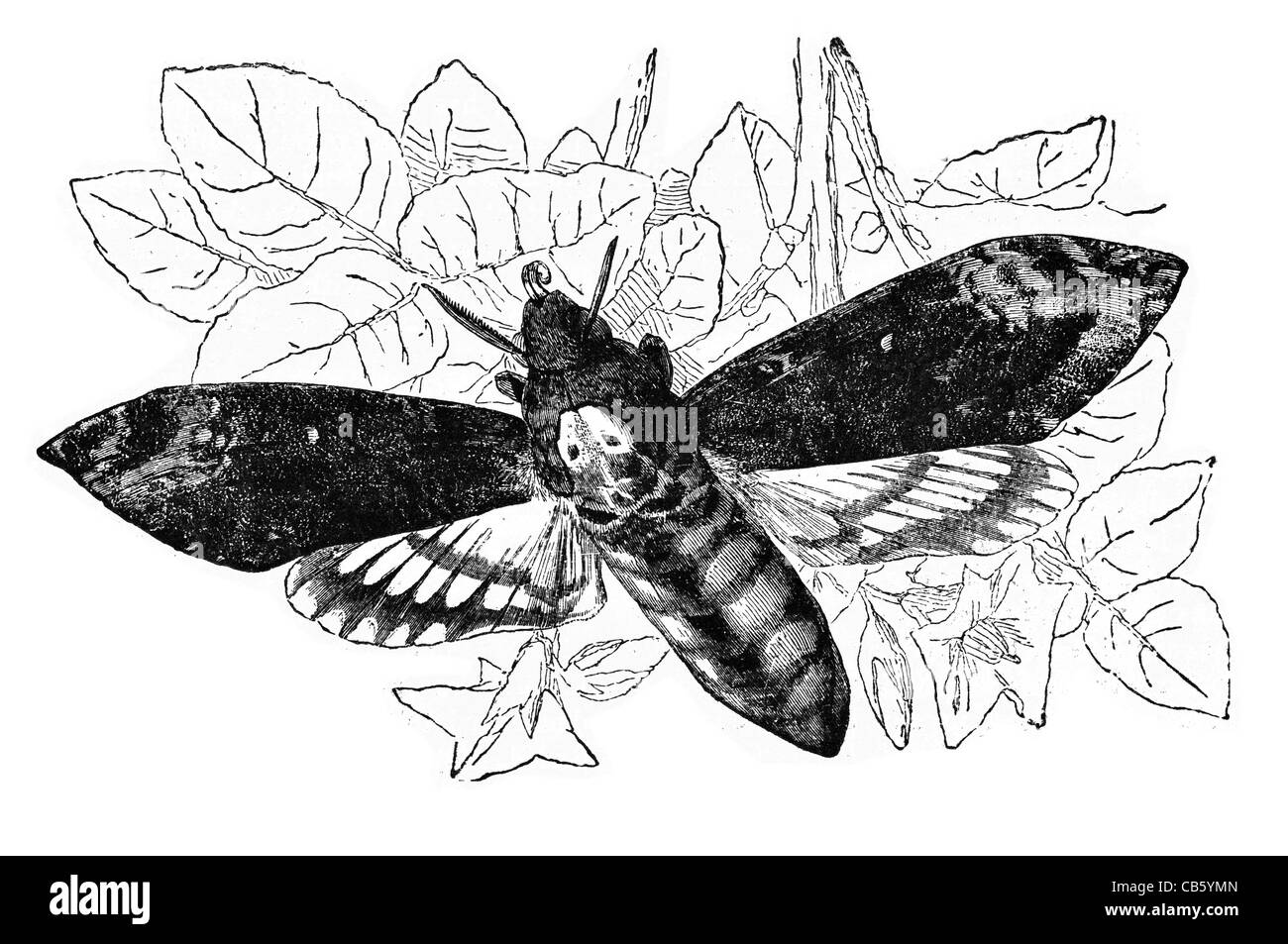 Ancient insect biology Black and White Stock Photos & Images - Alamy