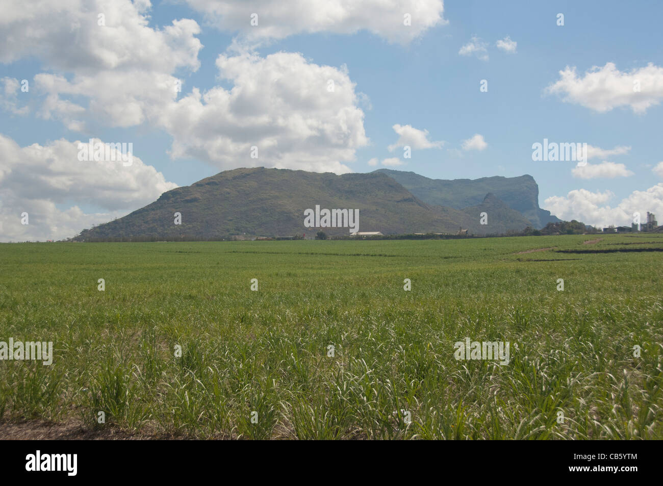 Island of Mauritius. Rugged volcanic countryside with typical sugar ...