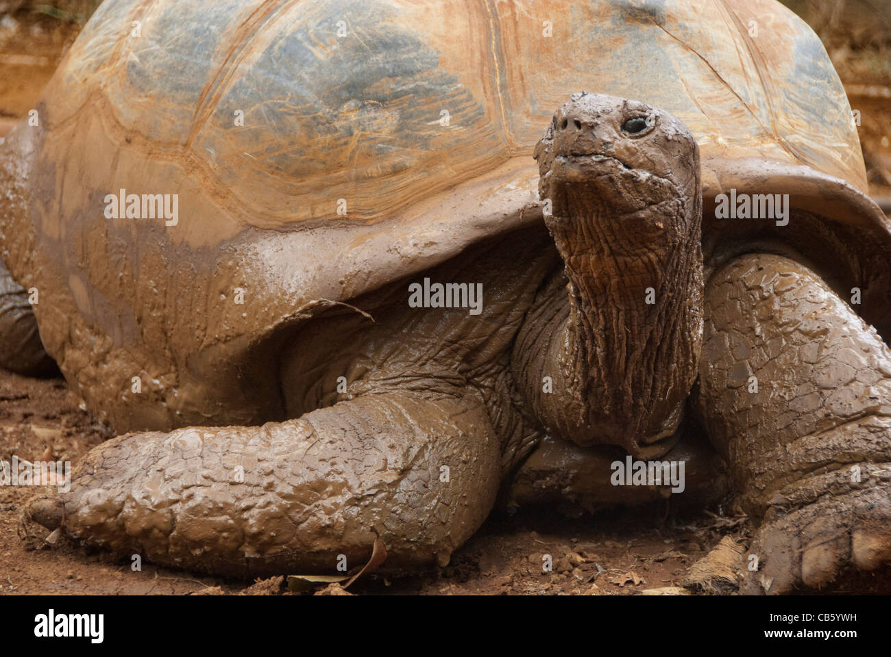 Island of Mauritius. Casela Park, popular wildlife bird and animal park ...