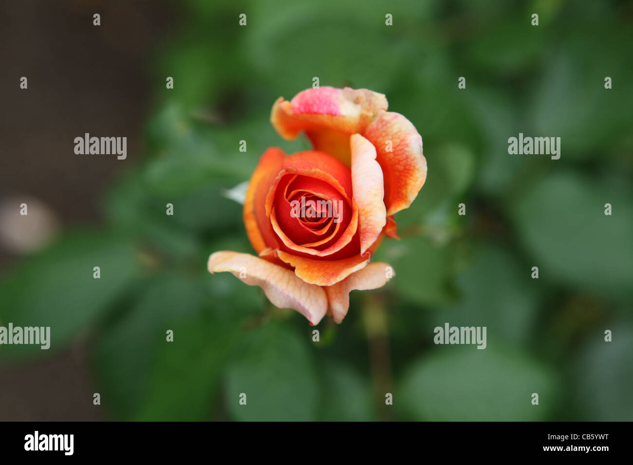 Peach princess hi-res stock photography and images - Alamy