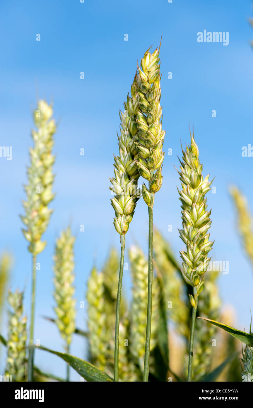 Heads of wheat uk hi-res stock photography and images - Alamy