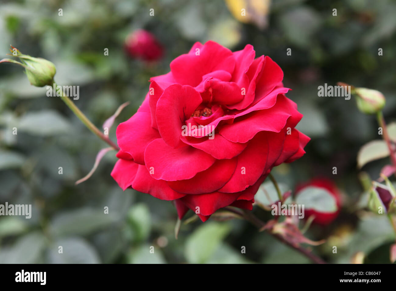 Rose (Rosa Royal William), deep red flower Stock Photo - Alamy
