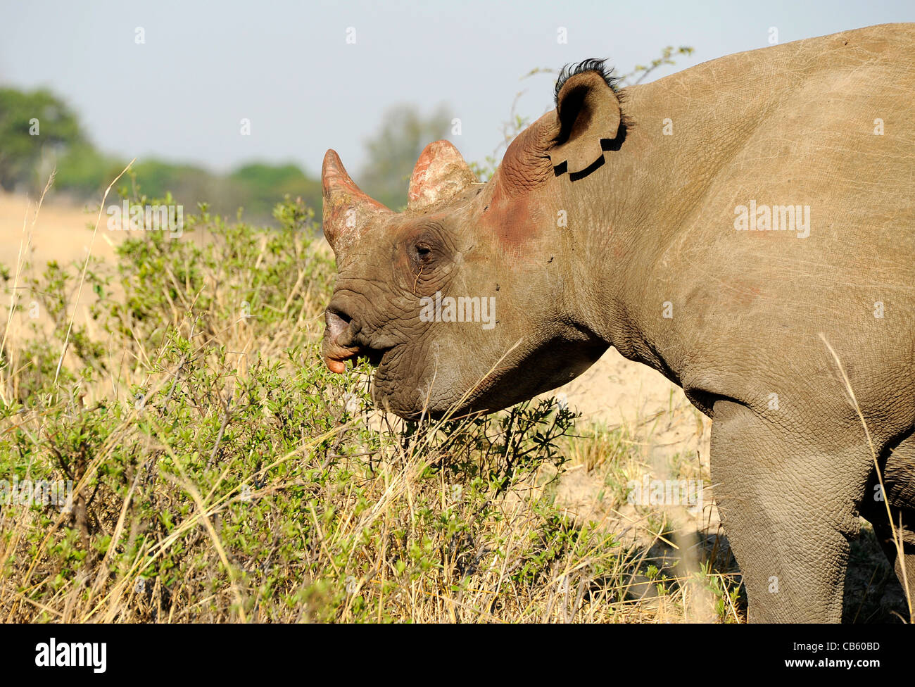 Black rhino eating from bush hi-res stock photography and images - Alamy