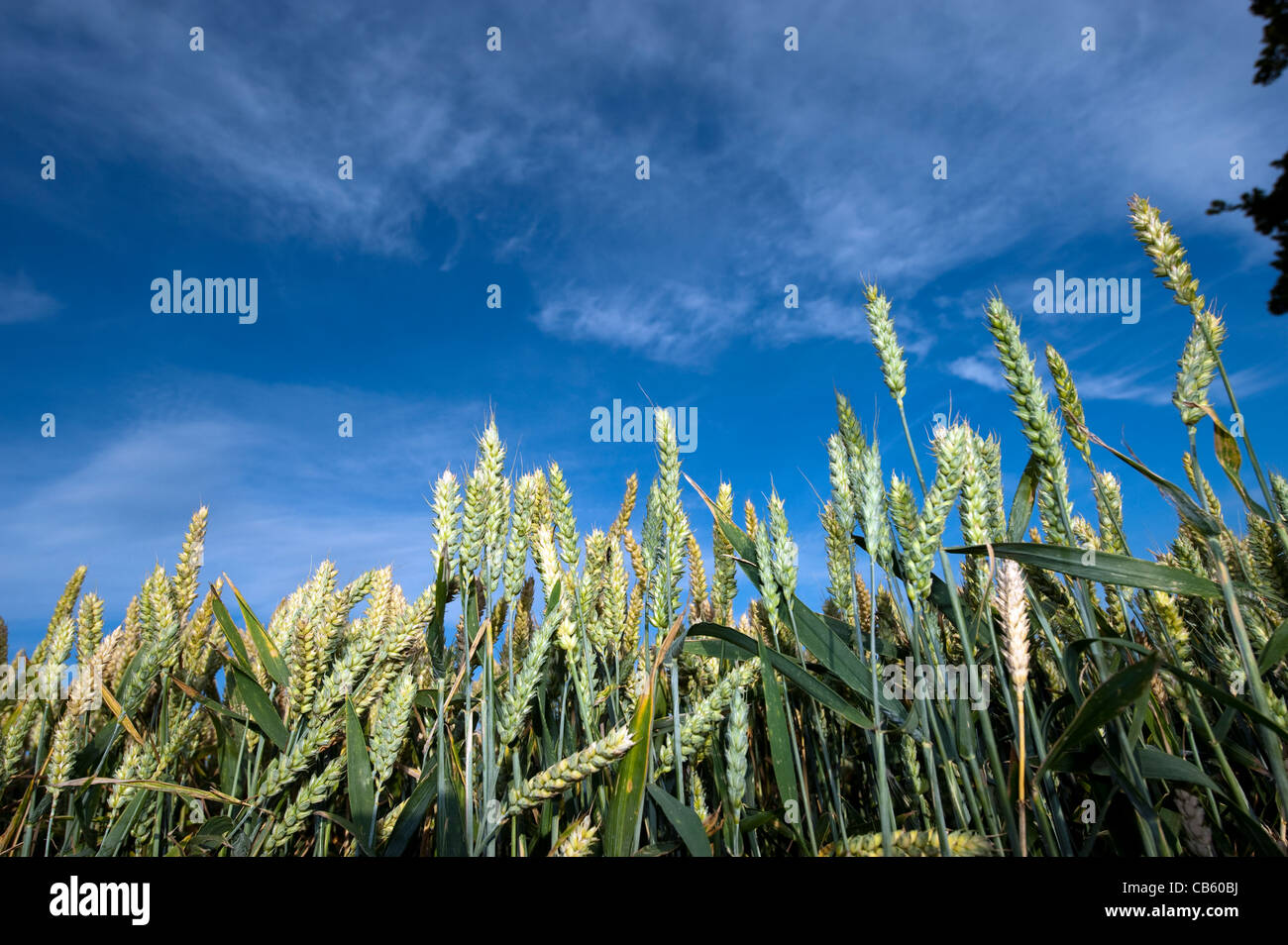 Wheat head hi-res stock photography and images - Alamy