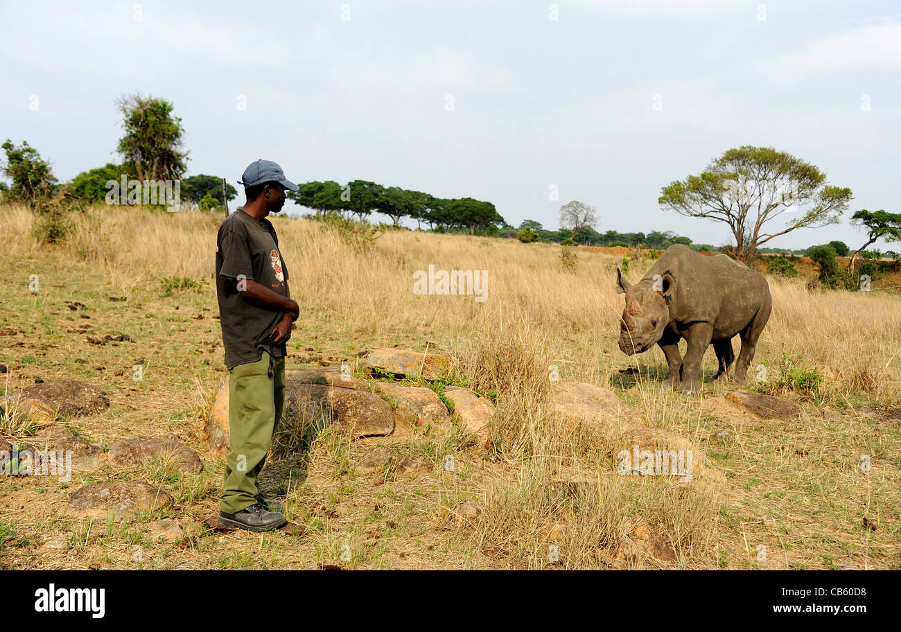 Security rhino handler walks with rhinoceros in the Zimbabwean bush ...