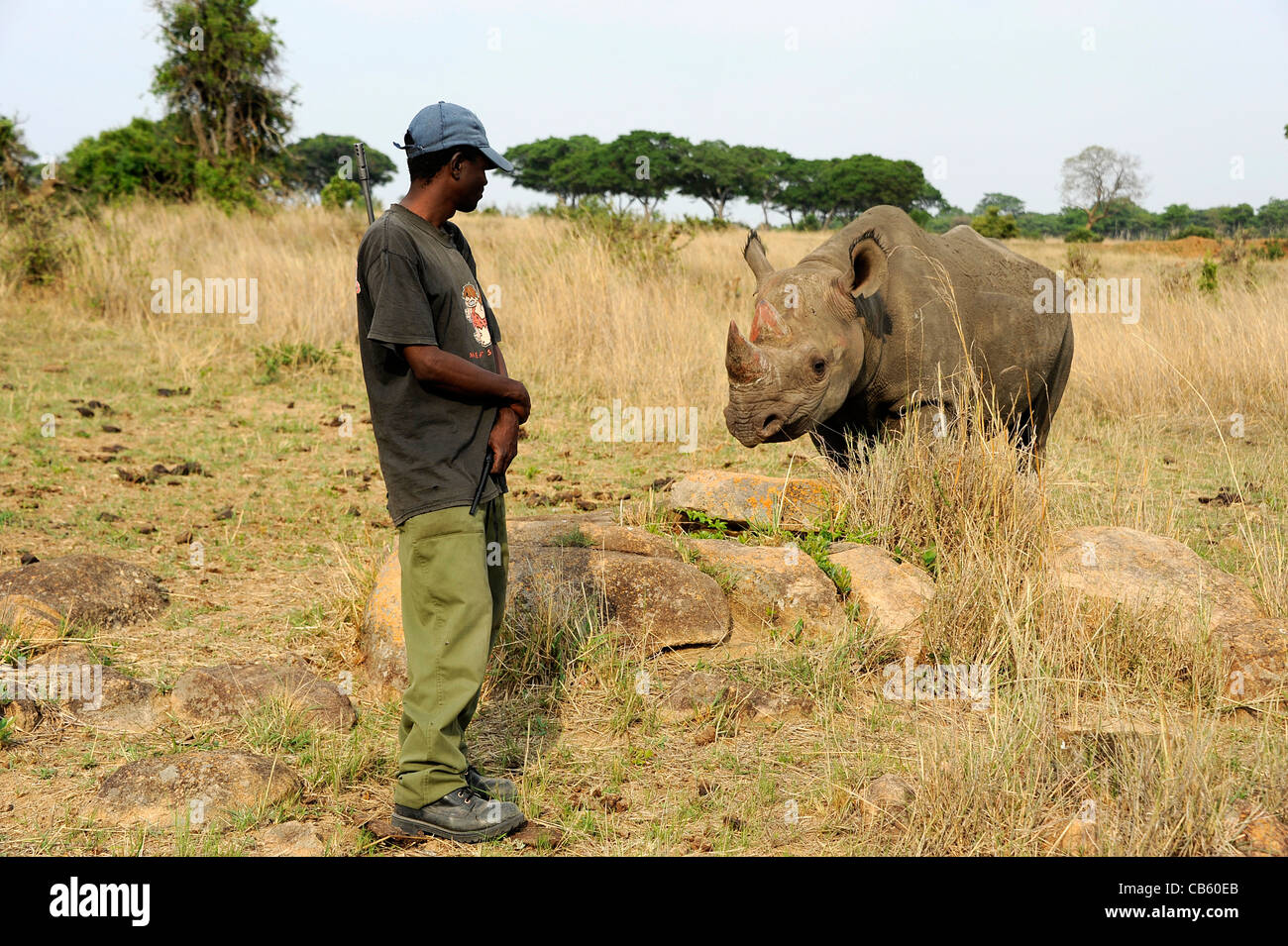 Security rhino handler walks with rhinoceros in the Zimbabwean bush ...
