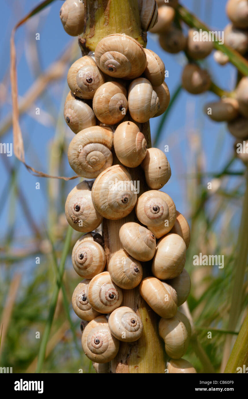 Mediterranean coastal snail sandhill snails aestivating hi-res stock ...