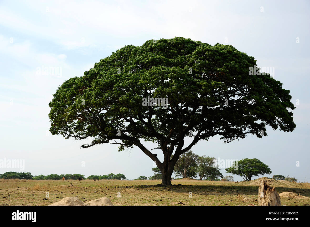 Shady Musasa tree. Zimbabwe Stock Photo - Alamy