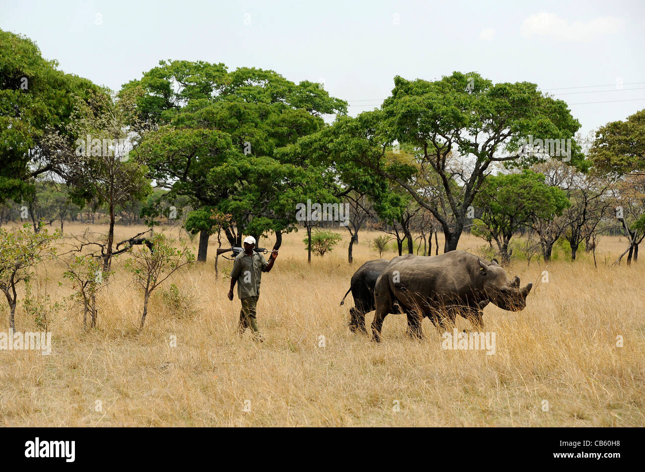 Security rhino handler walks with rhinoceros in the Zimbabwean bush ...