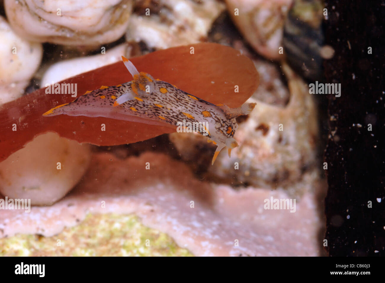 Polyceridae hi-res stock photography and images - Alamy