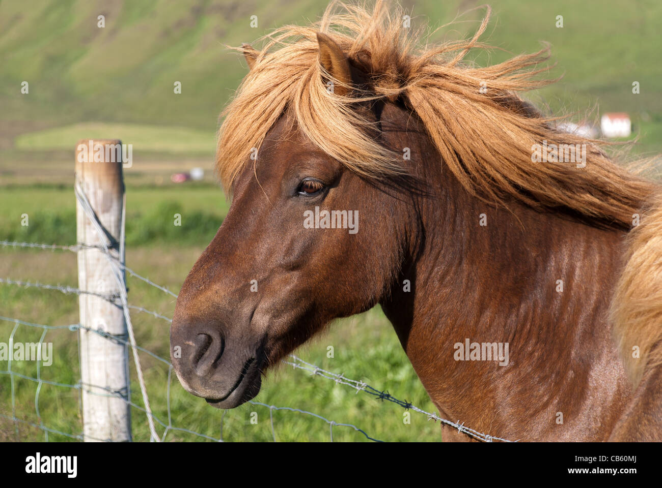 Blond horse hi-res stock photography and images - Alamy