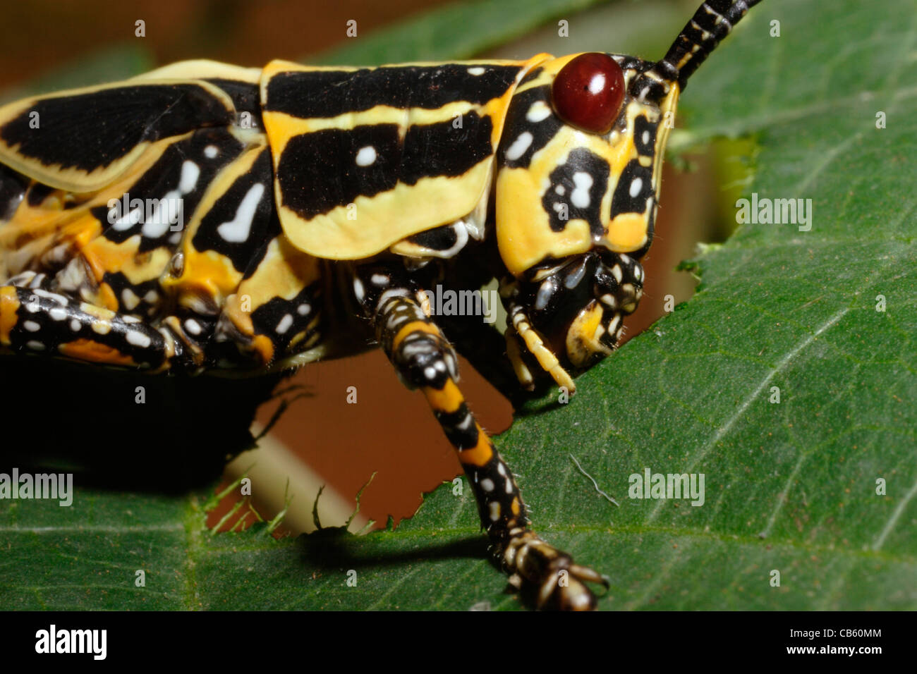 African variegated grasshopper hi-res stock photography and images - Alamy