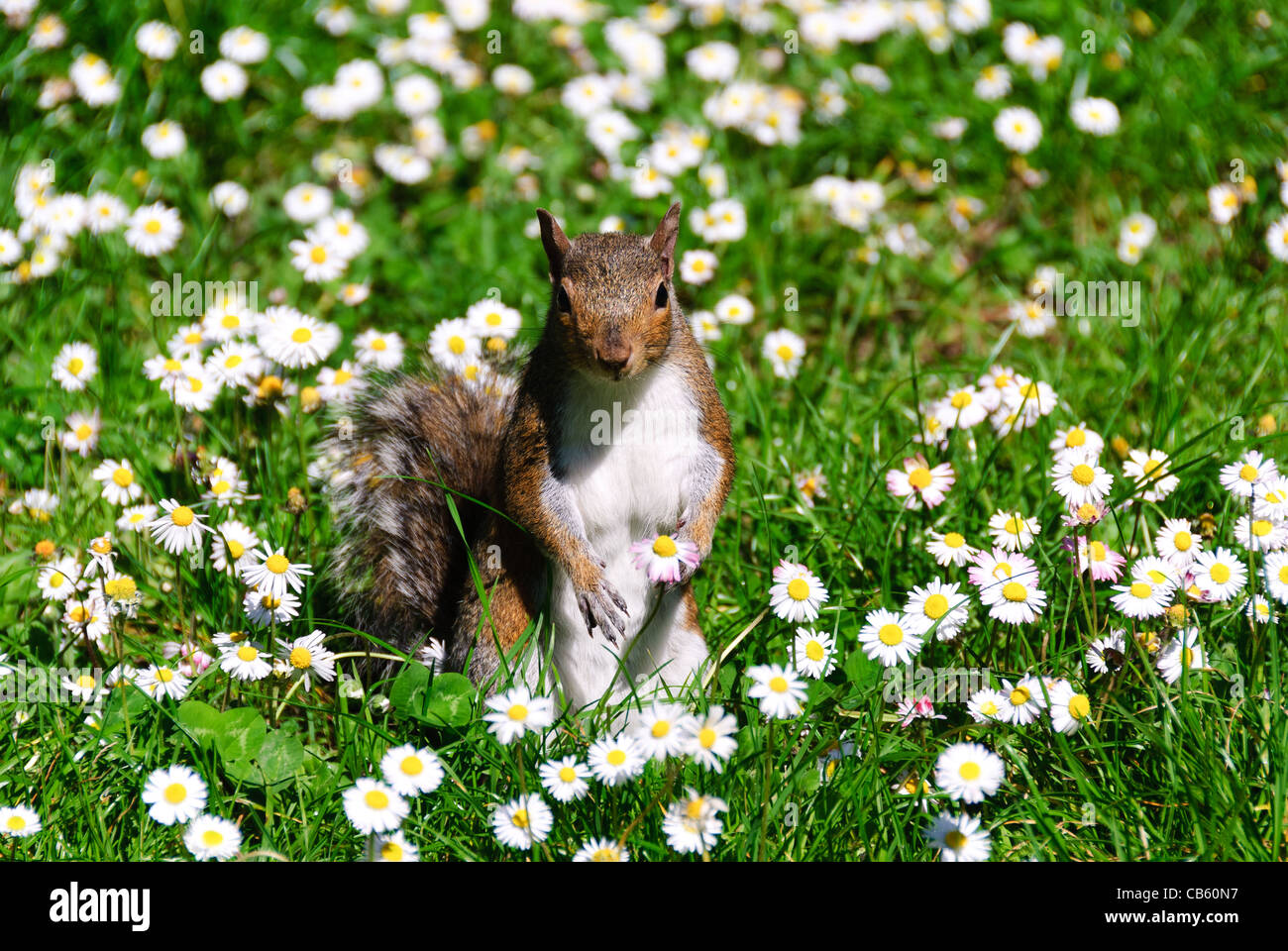 squirrel standing on the lawn of daisies Stock Photo - Alamy