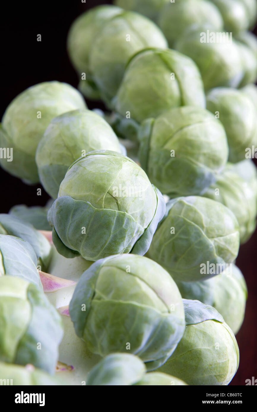 Brussels sprout stalk hi-res stock photography and images - Alamy