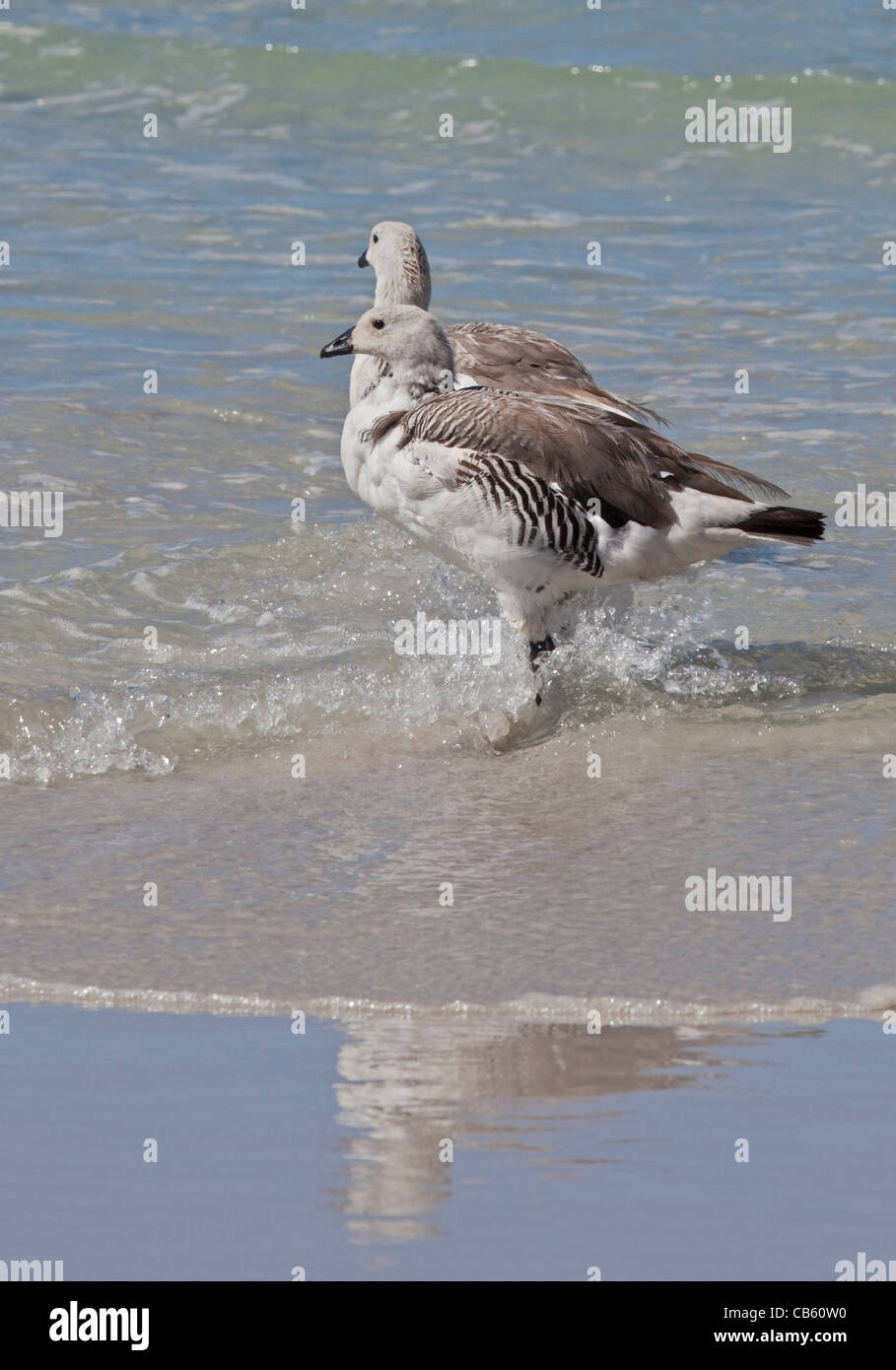 Upland goose pair falkland islands hi-res stock photography and images ...