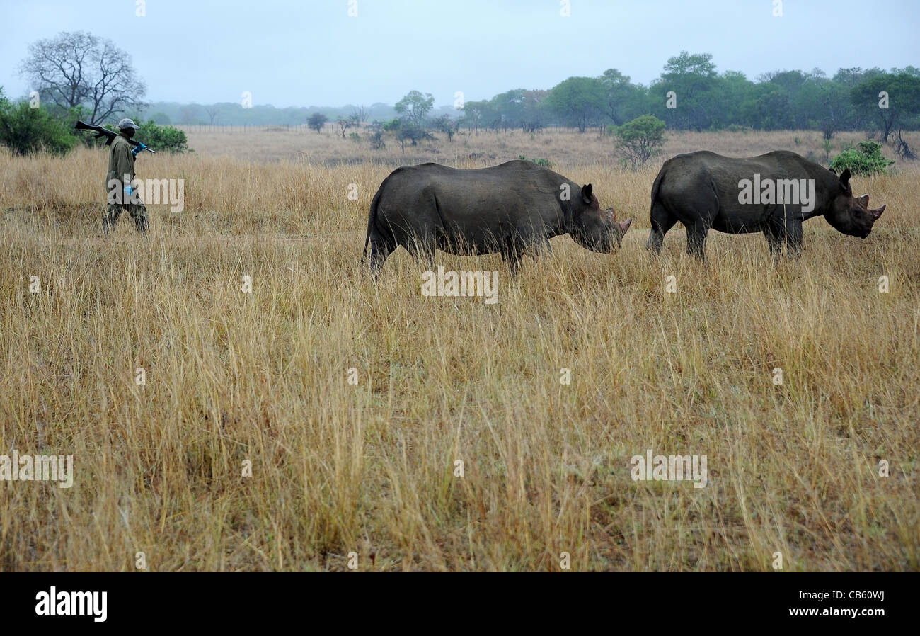 Security rhino handler walks with rhinoceros in the Zimbabwean bush ...