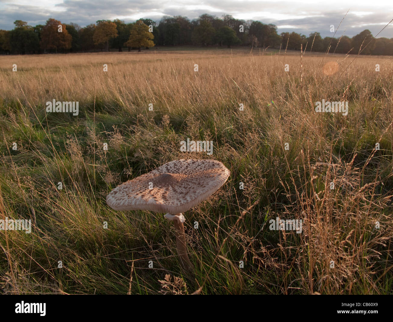 Macrolepiota procea, Parasol mushroom, Richmond Park Stock Photo - Alamy