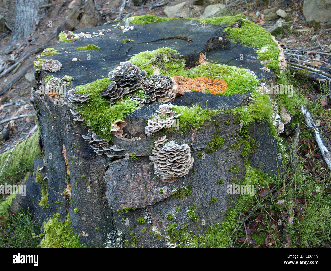Coriolus versicolor / Polyporus versicolor / polypore mushroom ...