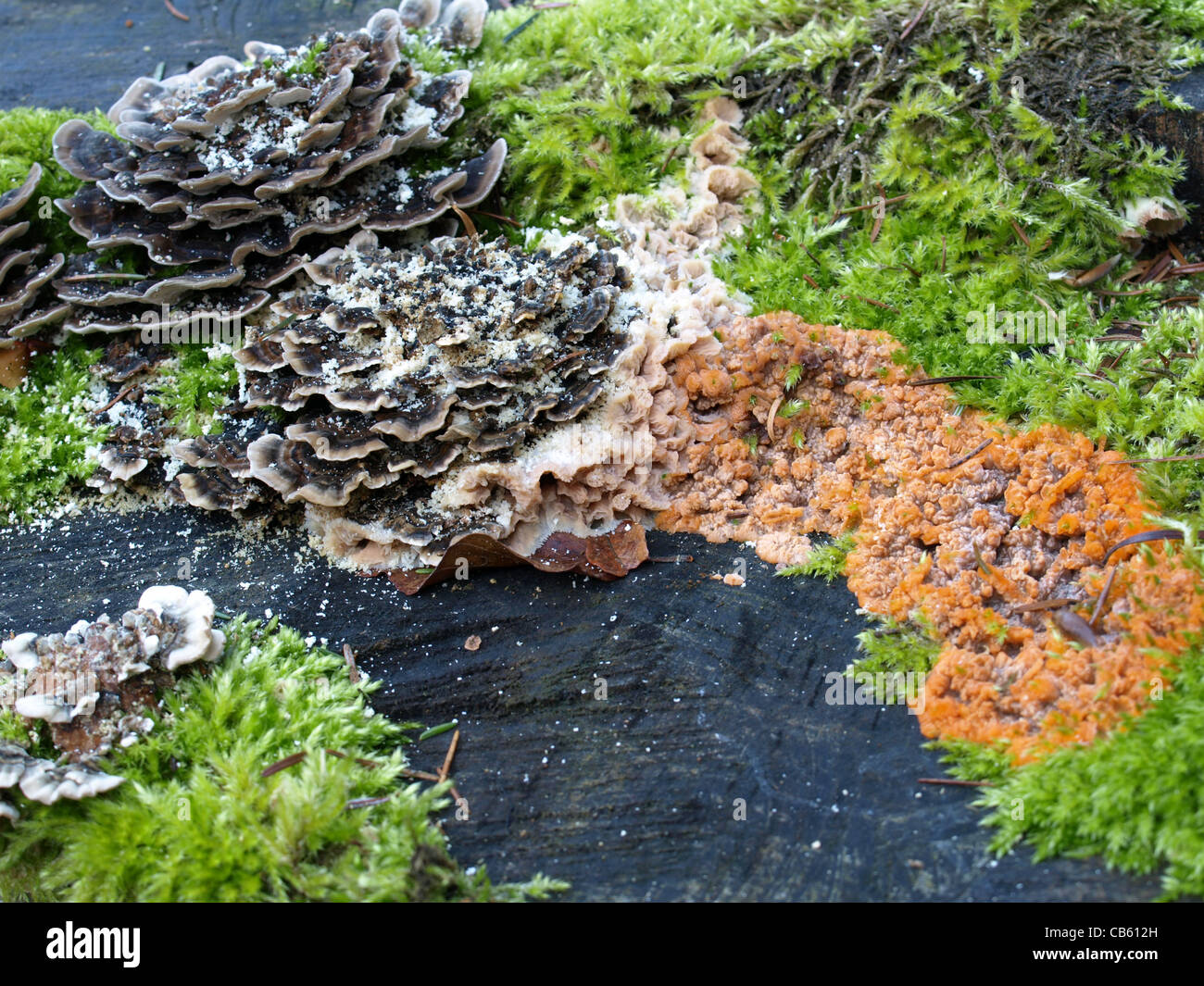 Coriolus versicolor / Polyporus versicolor / polypore mushroom ...