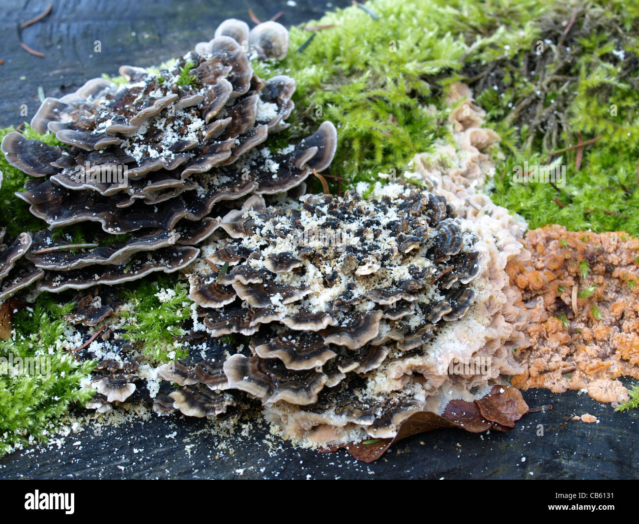 Coriolus versicolor and polyporus versicolor hi-res stock photography ...