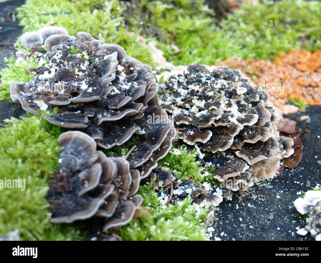 Coriolus versicolor and polyporus versicolor hi-res stock photography ...