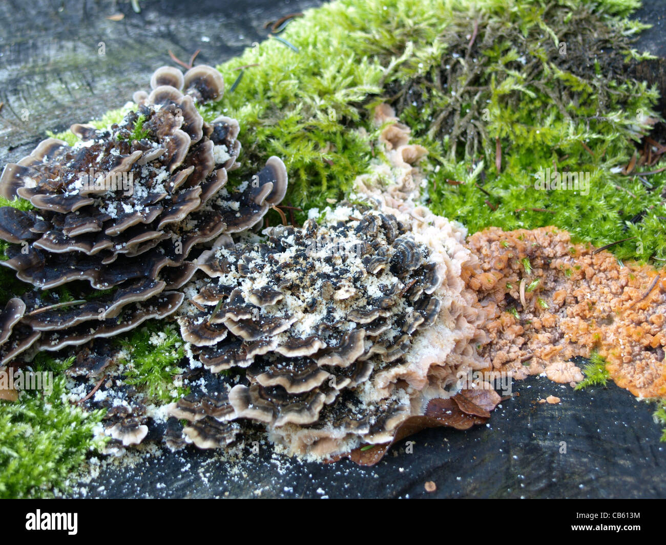 Coriolus versicolor / Polyporus versicolor / polypore mushroom ...