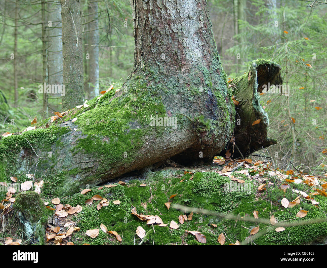 striking grow fir / markant gewachsene Fichte Stock Photo - Alamy
