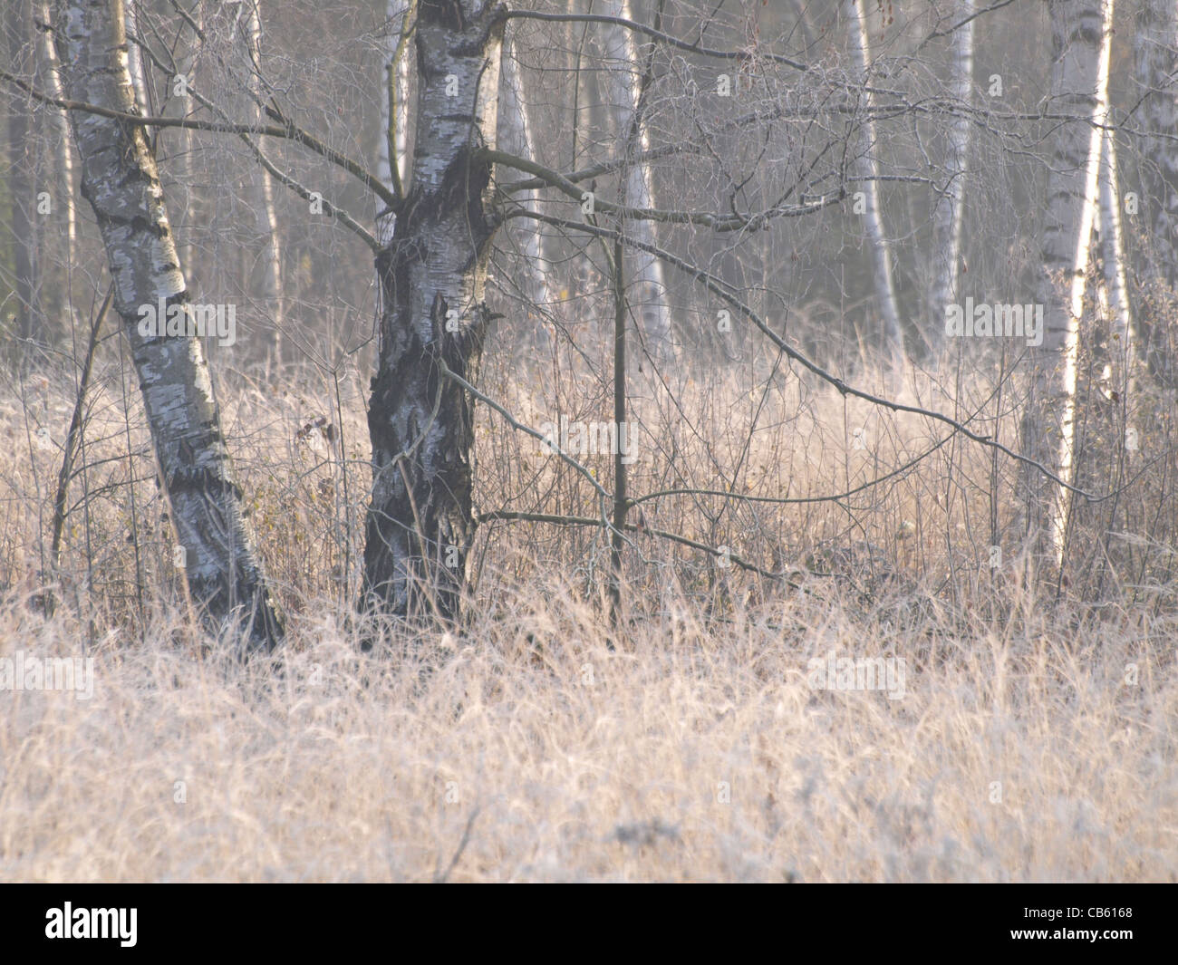 highmoor, hill moor, continental raised bag / Arracher Hochmoor ...