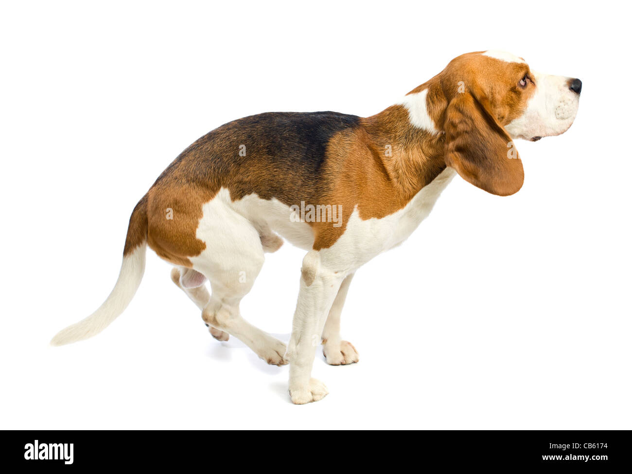 Beagle profile hi-res stock photography and images - Alamy