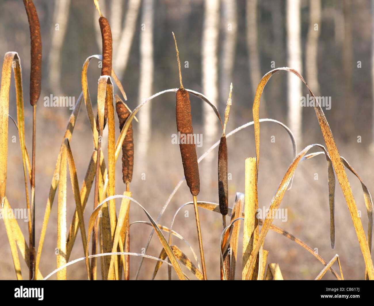 Bullrush cattail hi-res stock photography and images - Alamy
