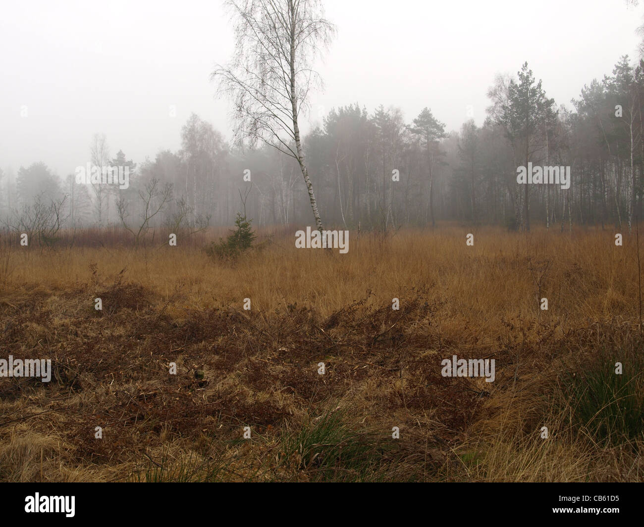 highmoor, hill moor, continental raised bag / Arracher Hochmoor ...