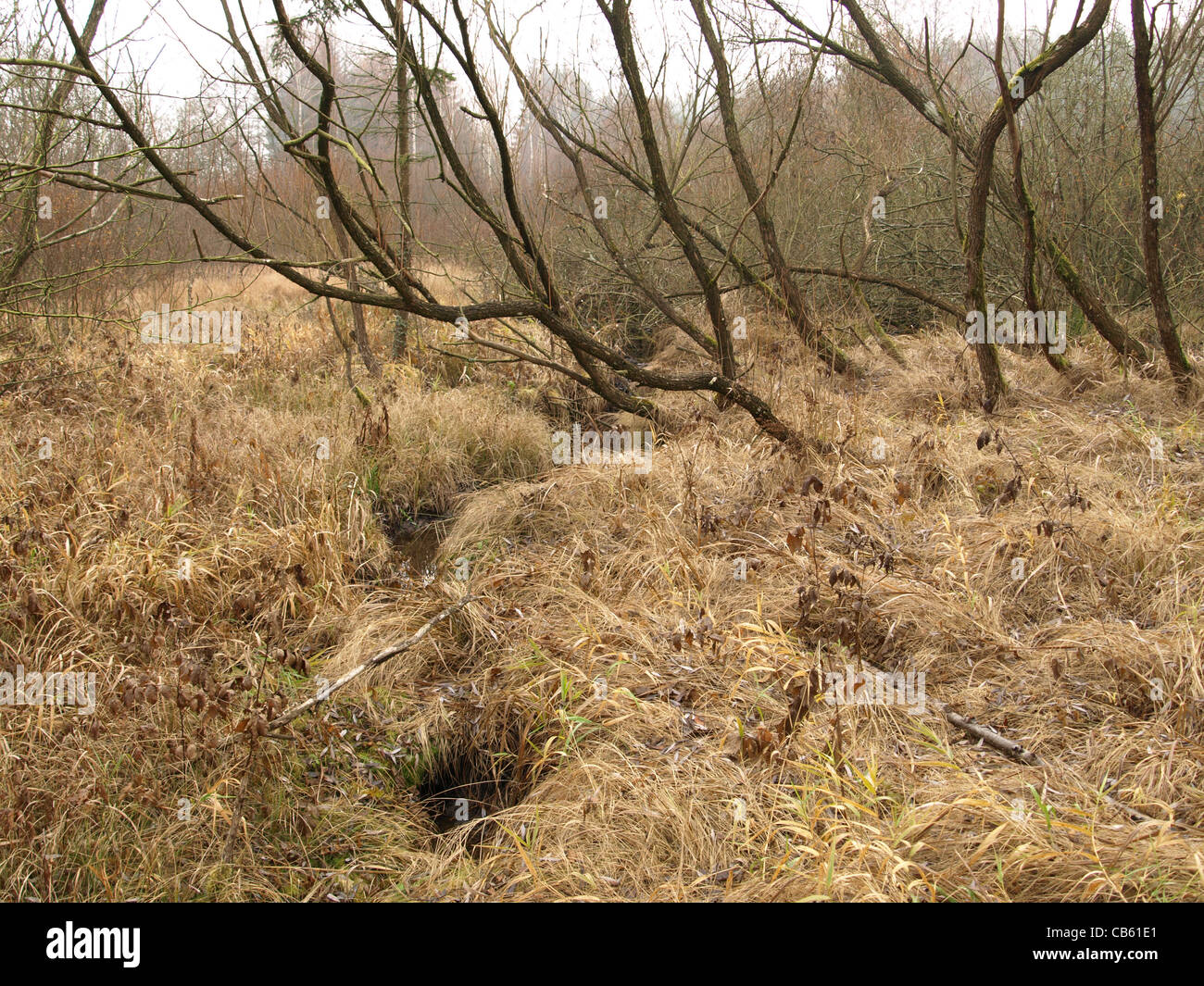 highmoor, hill moor, continental raised bag / Arracher Hochmoor ...
