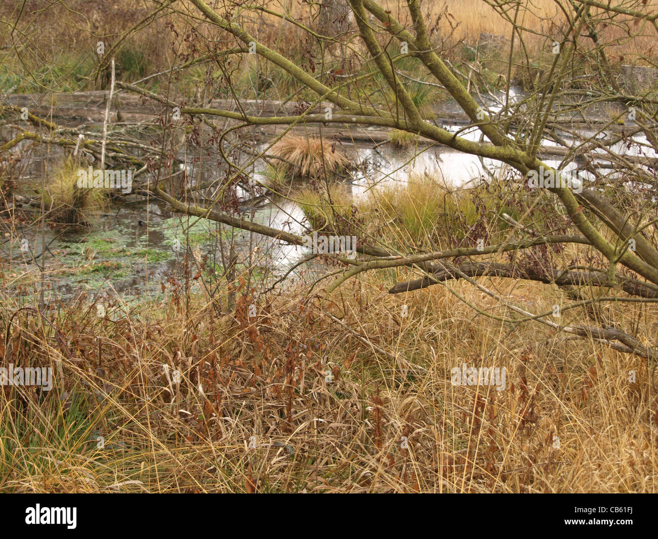 highmoor, hill moor, continental raised bag / Arracher Hochmoor ...