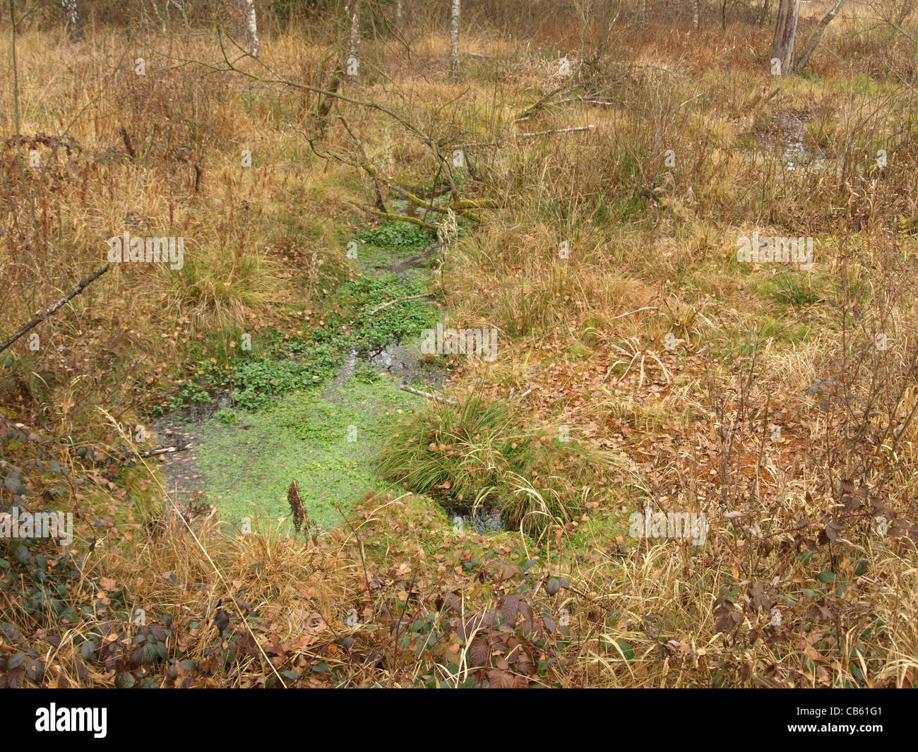 highmoor, hill moor, continental raised bag / Arracher Hochmoor ...