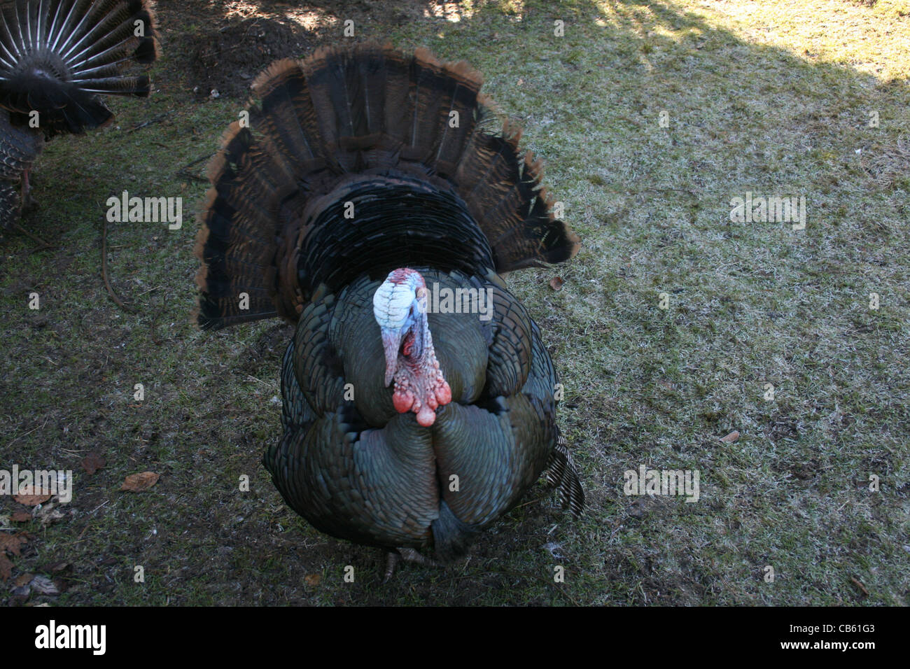 Turkey feet hi-res stock photography and images - Alamy